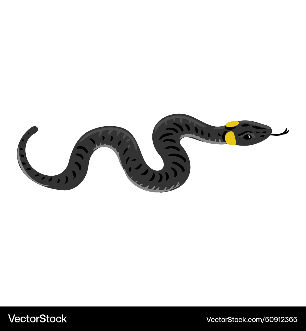 Drawing ringed snake Royalty Free Vector Image