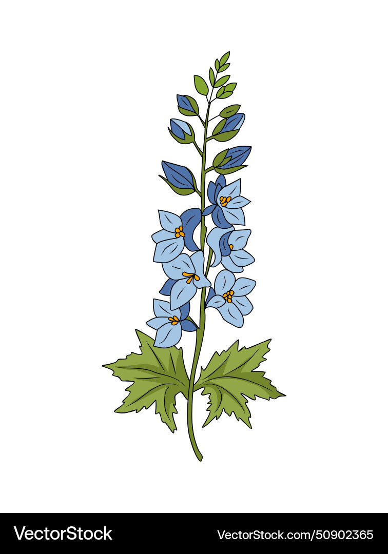 Larkspur flower colored line art isolated Vector Image