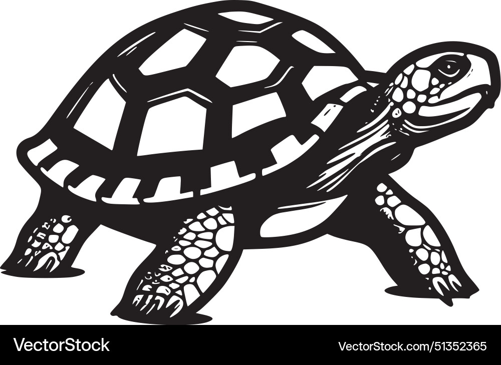 Snapping Turtle Vector Images (40)