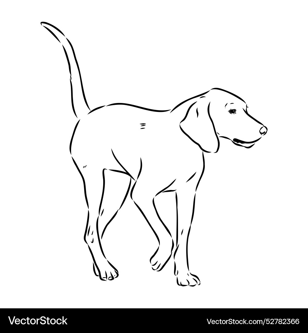 Happy american foxhound peeking dog Royalty Free Vector