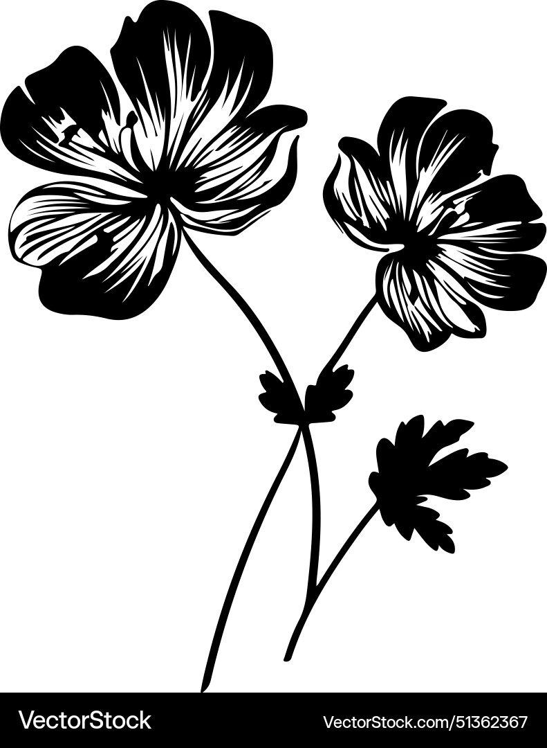 Geranium flower silhouette white background Vector Image