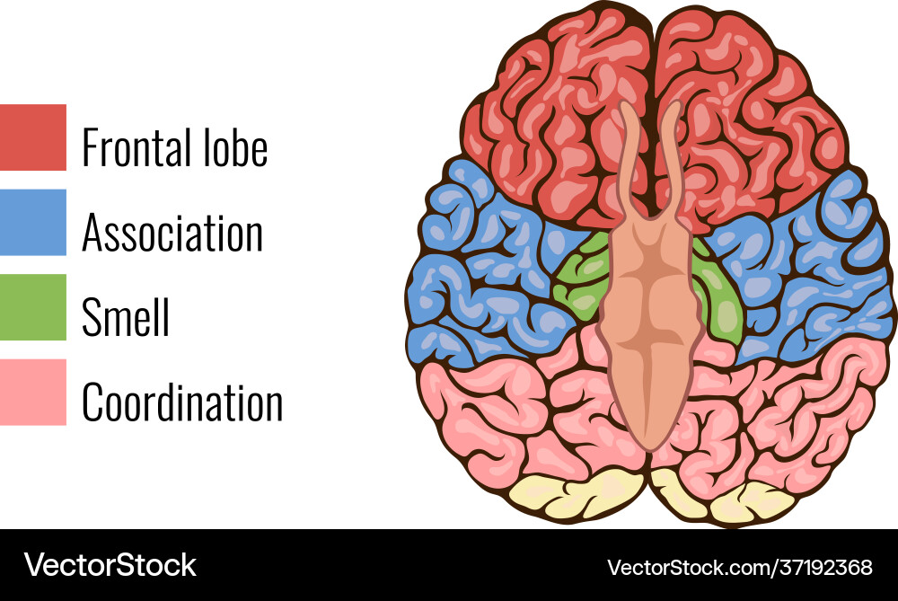 Human brain anatomy composition Royalty Free Vector Image