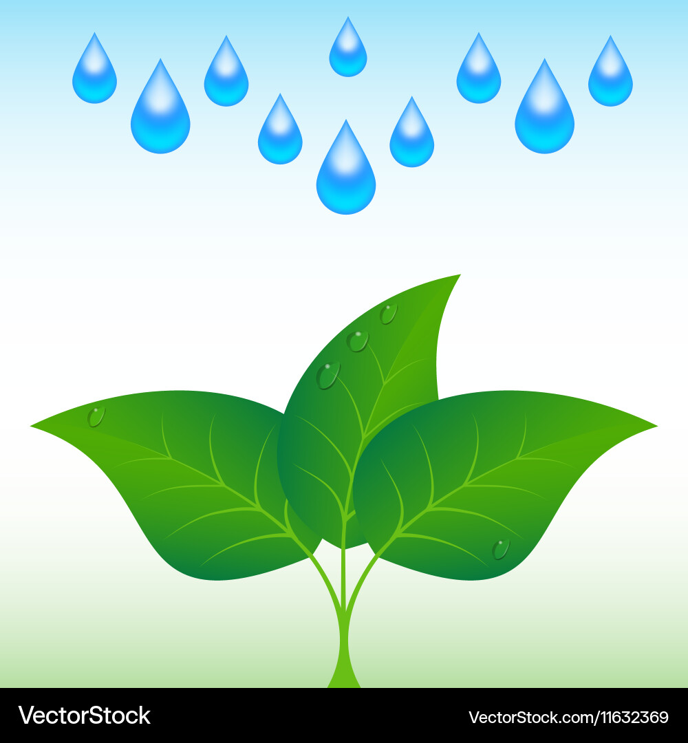 Drop leaf Royalty Free Vector Image - VectorStock