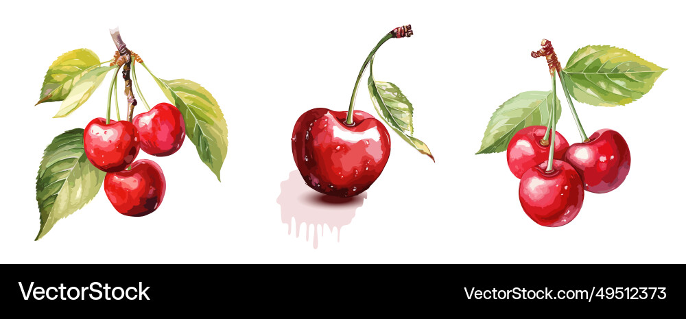 Cherry Watercolor Set Royalty Free Vector Image