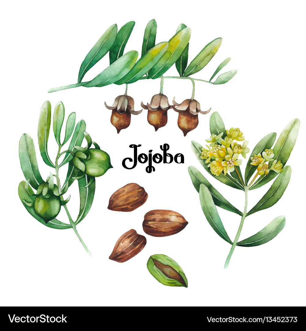 Watercolor jojoba plant Royalty Free Vector Image