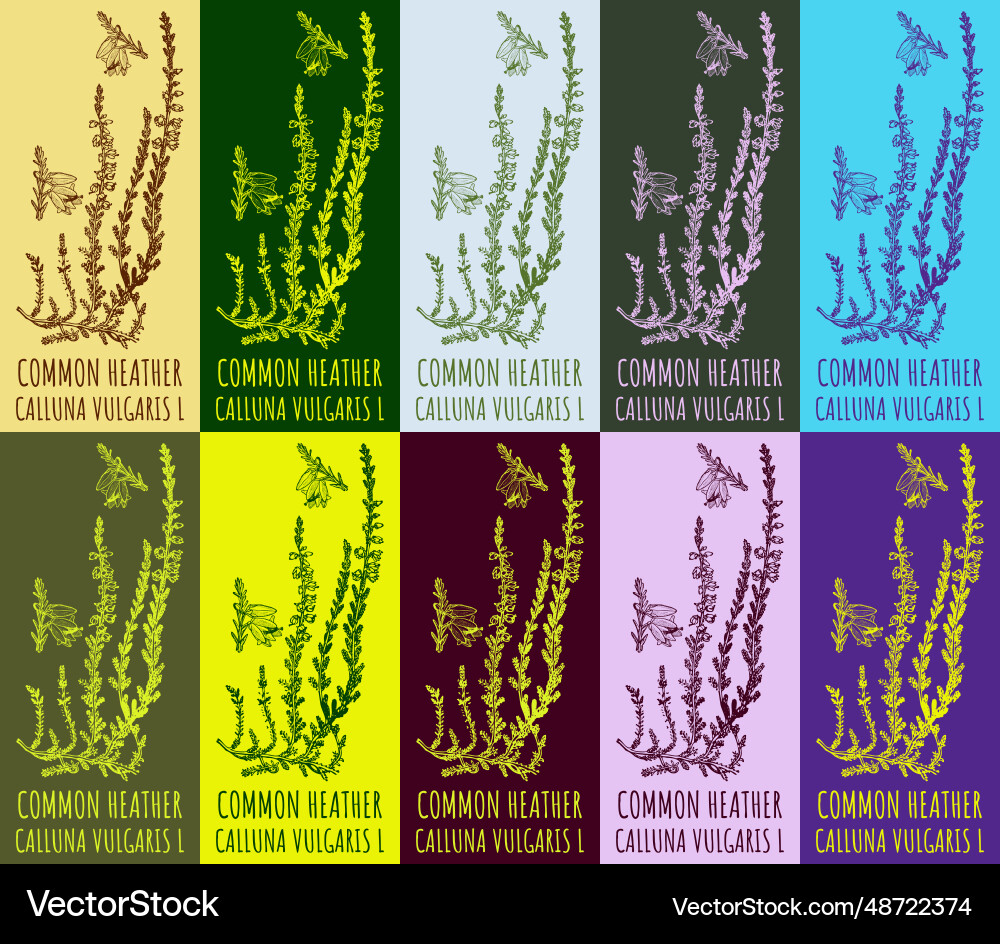 Common Heather (Calluna Vulgaris) Drawing Vector Image