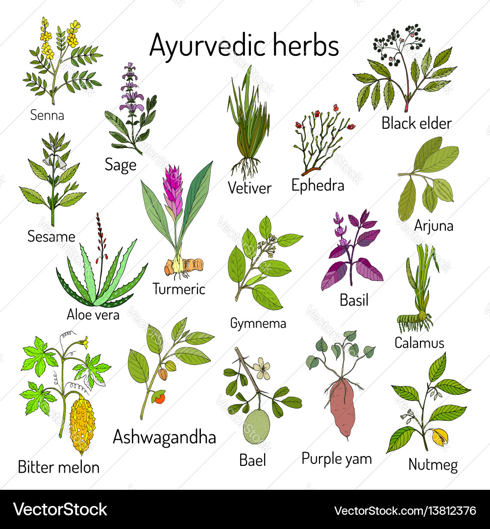 Ayurvedic herbs natural botanical set Royalty Free Vector