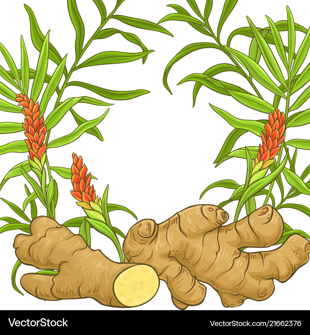 Ginger frame Royalty Free Vector Image - VectorStock