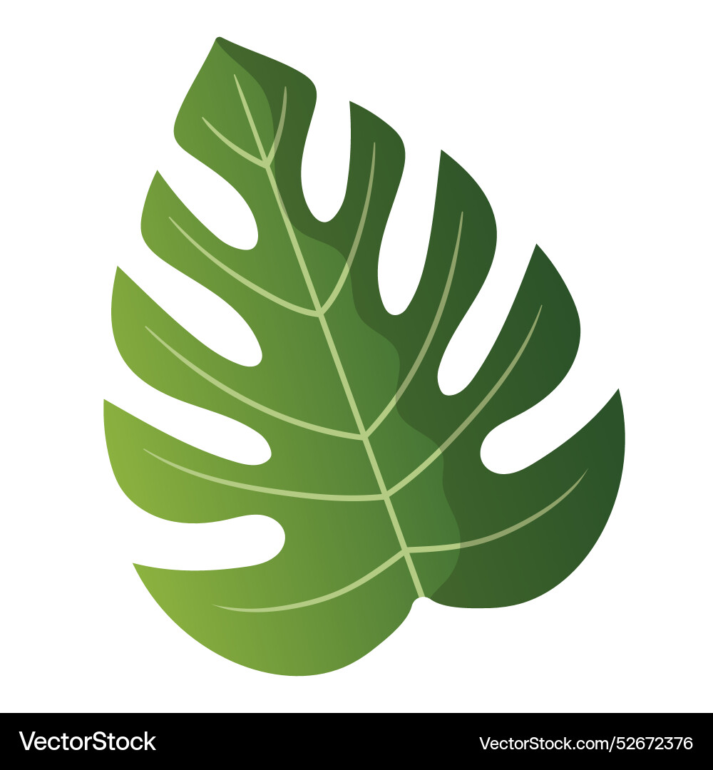 Green monstera leaf (52672376) – Royalty-Free Vector | VectorStock