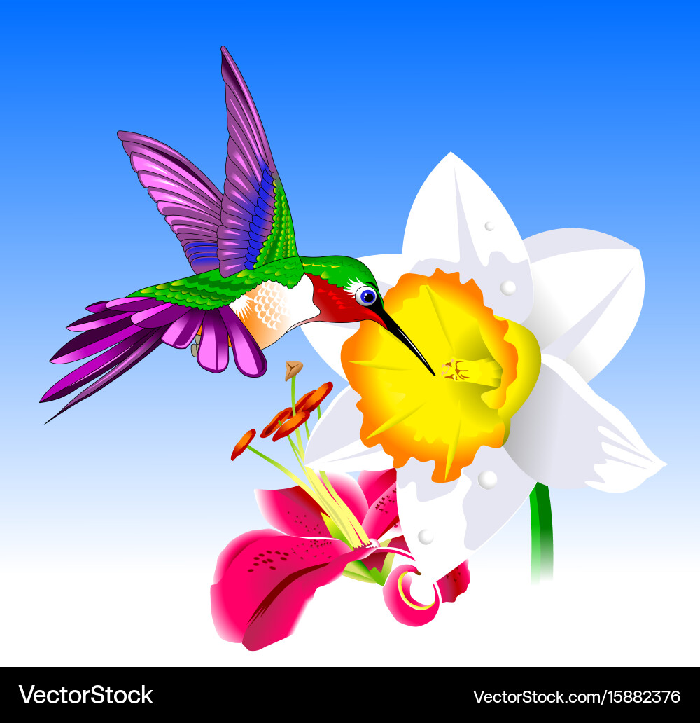 Hummingbird and flower Royalty Free Vector Image