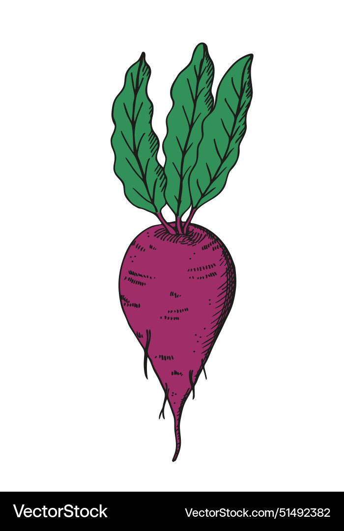 Ripe red beets with green leaves hand drawn Vector Image