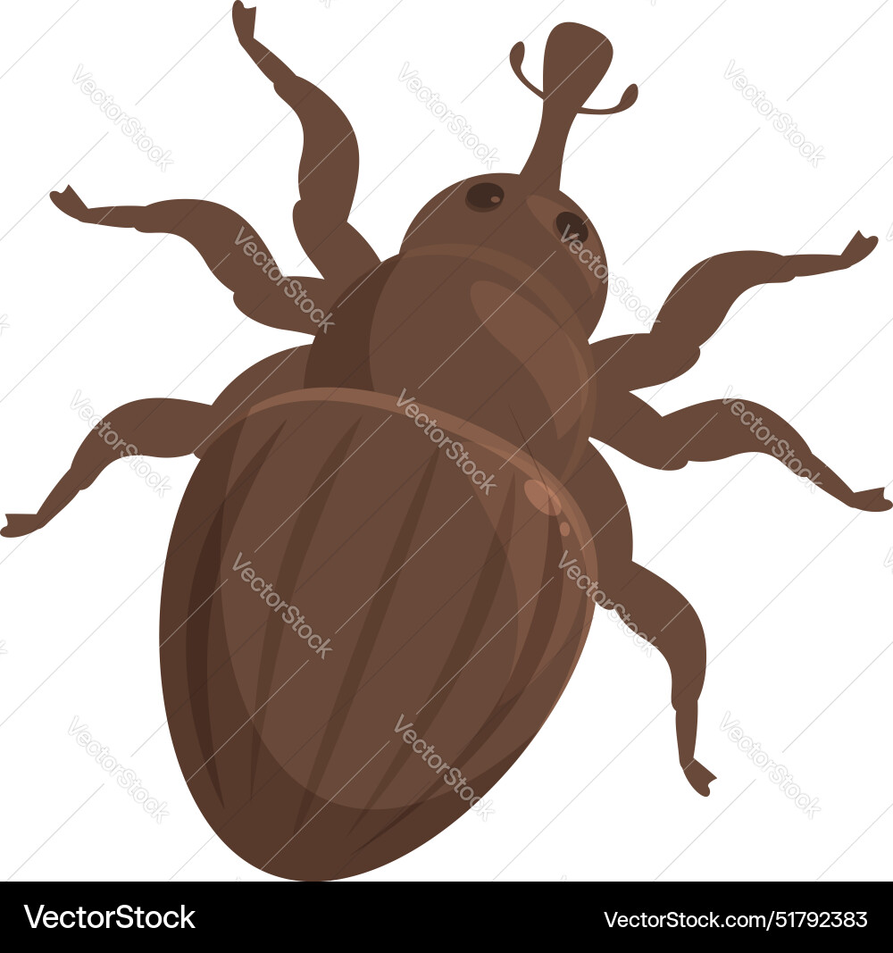 Big brown grain weevil crawling on white Vector Image