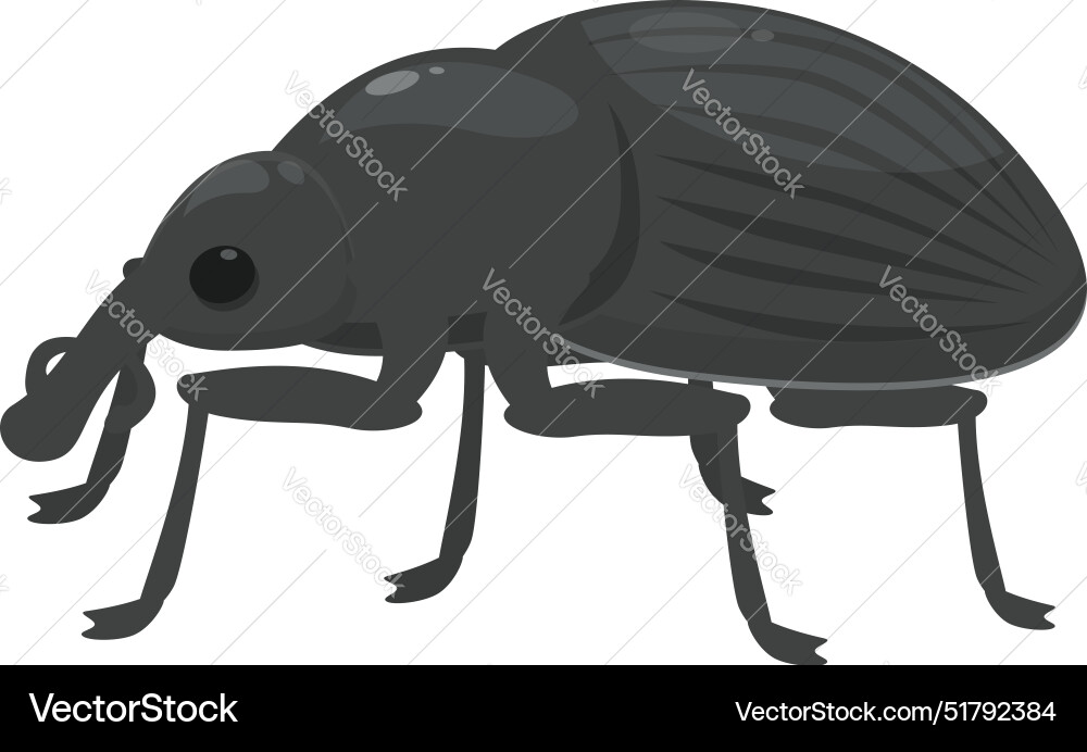 Black weevil standing on six legs Royalty Free Vector Image