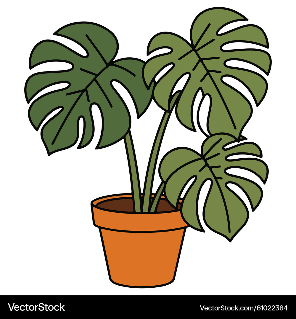 Monstera Plant Clip Art – Royalty-Free Vector | VectorStock