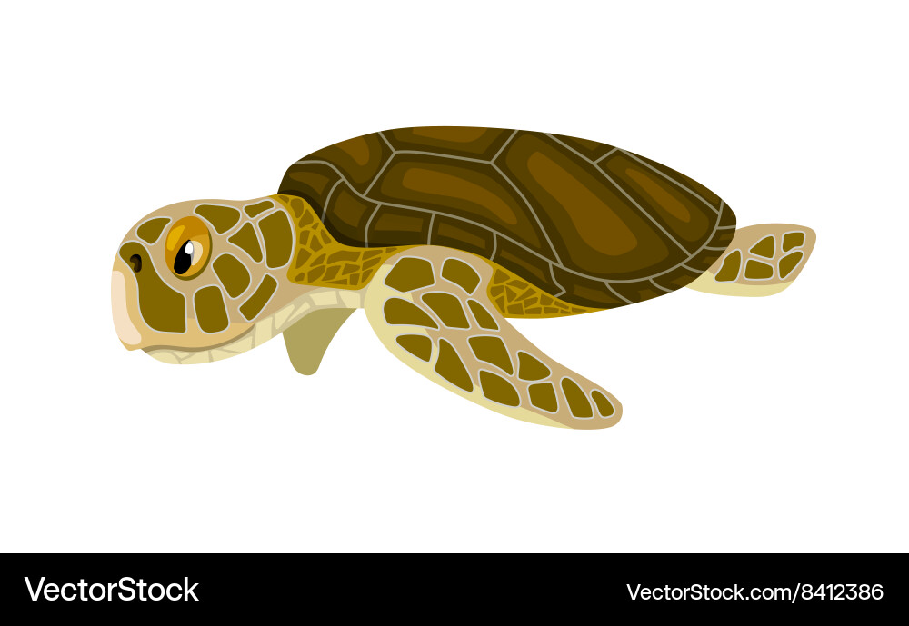 Cartoon isolated sea turtle Royalty Free Vector Image