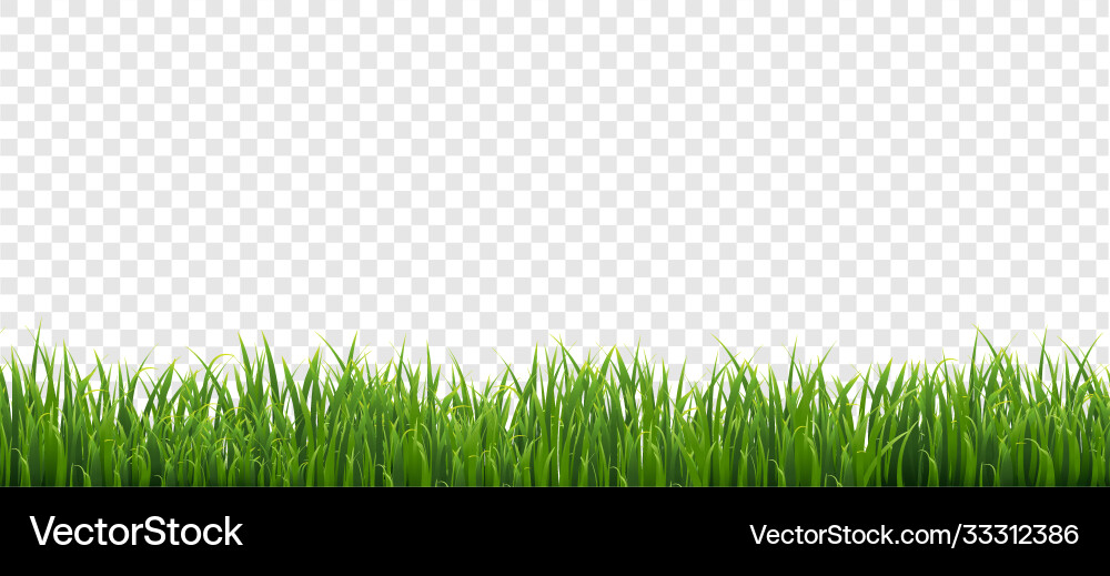 Green grass isolated transparent background Vector Image