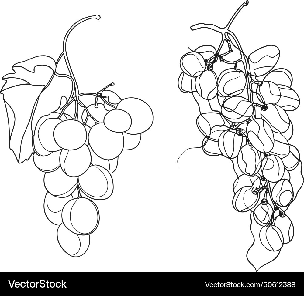 Continuous one single line drawing healthy organic