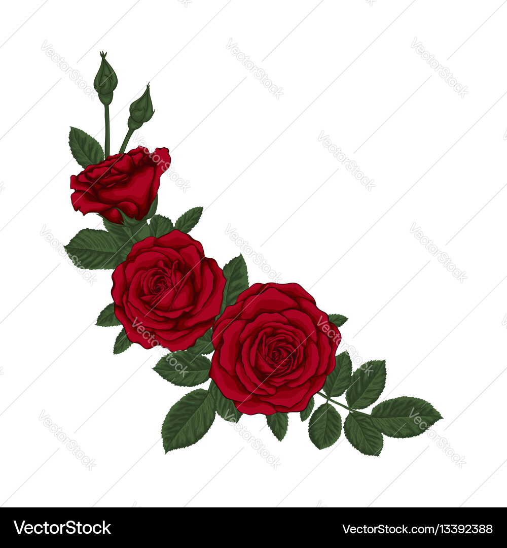 Elegant Red Rose Bouquet Royalty Free Vector Image