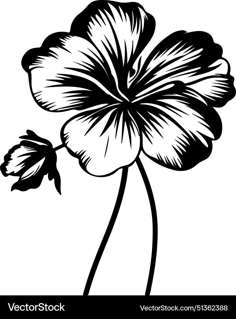 Geranium flower silhouette white background Vector Image
