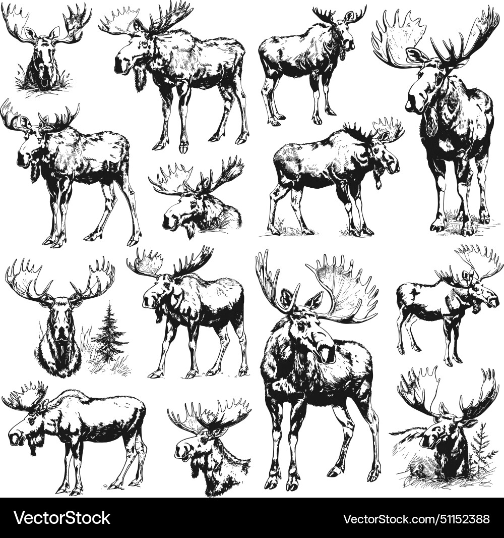 Moose Black and White Vector Images (over 6,500)