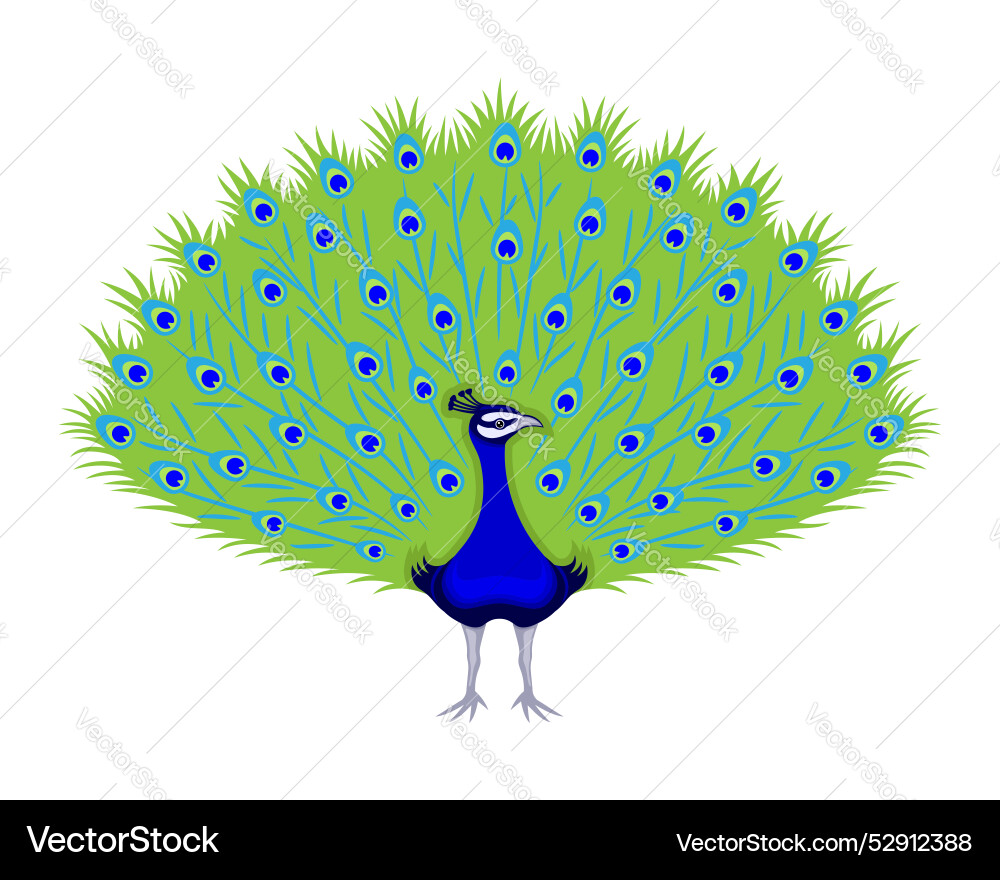 Peacock bird with beautiful feathers Royalty Free Vector