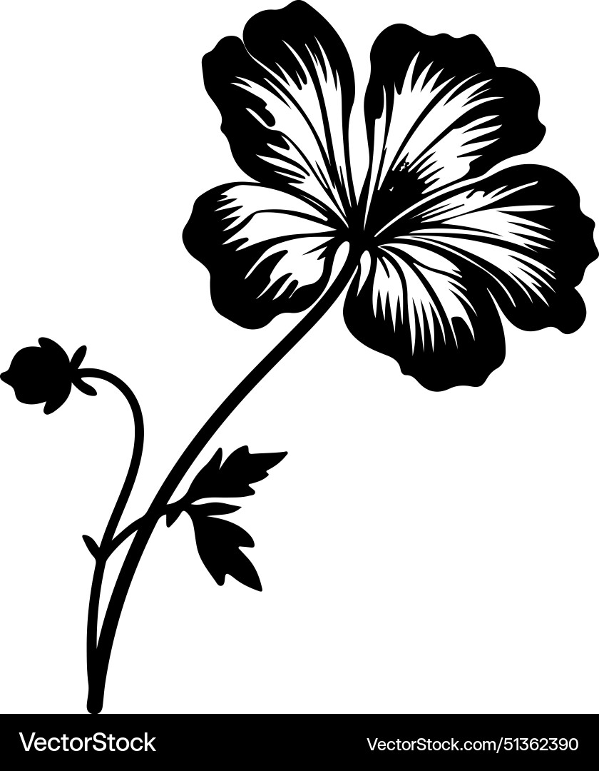Geranium flower silhouette white background Vector Image