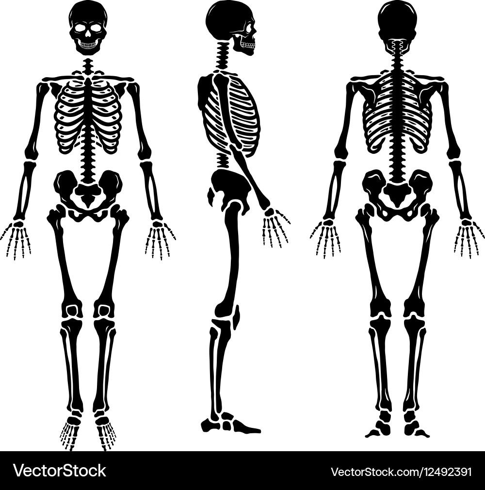 Human Body Joints Vector Images (over 13,000)