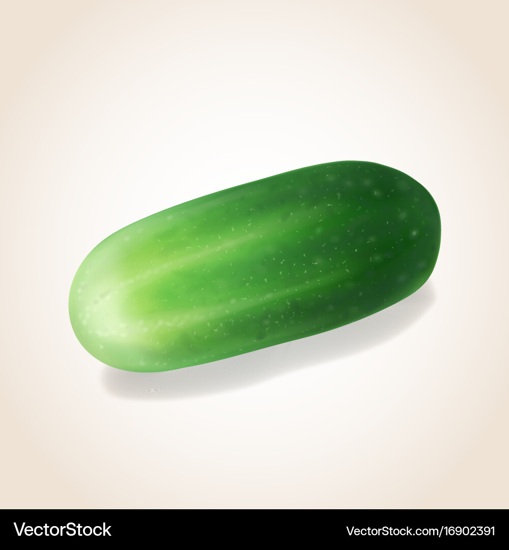 Cucumber vegetable isolated Royalty Free Vector Image