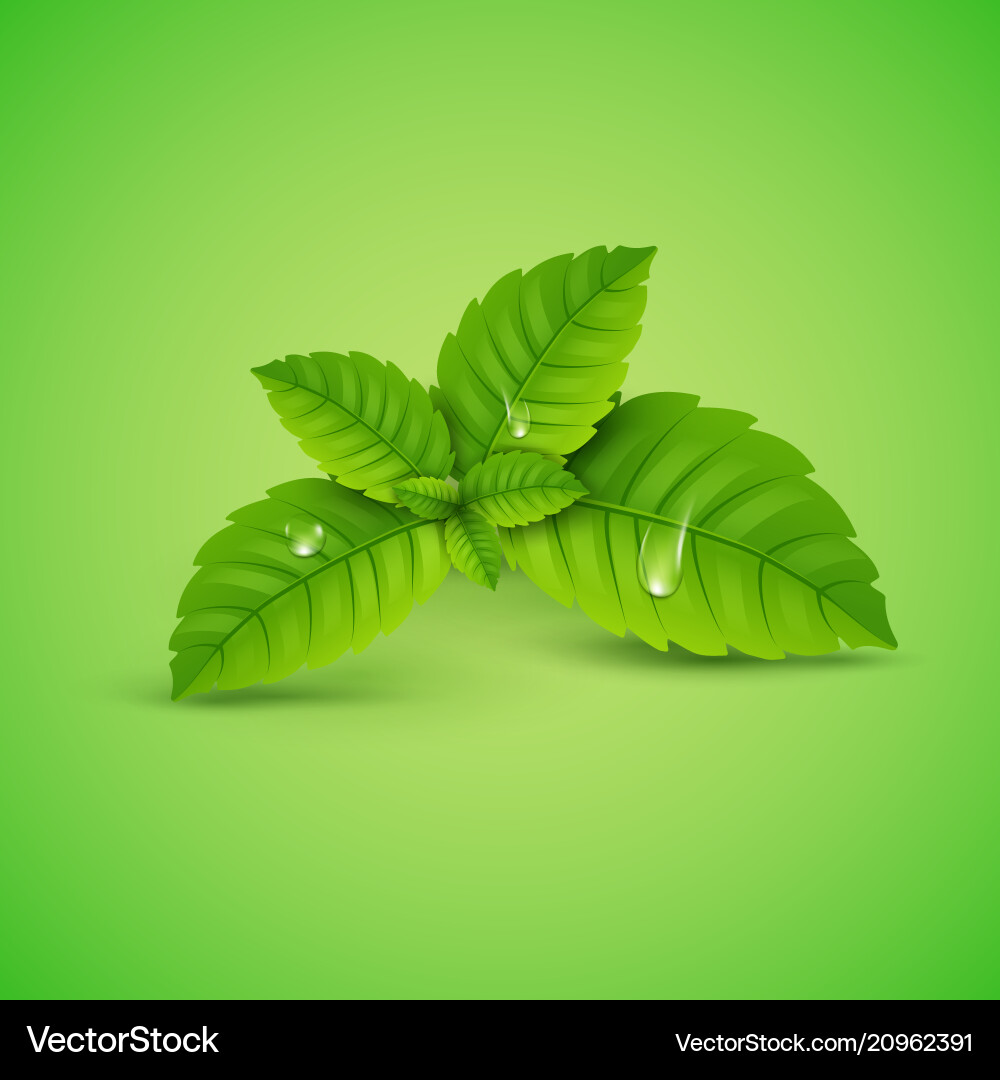 Fresh mint leaf menthol healthy aroma Royalty Free Vector