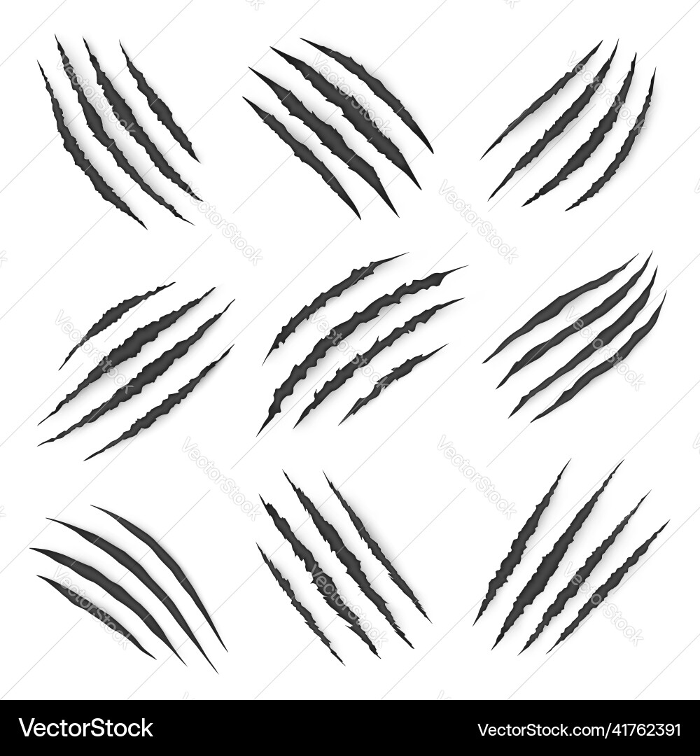 Bear Claws Ripping Vector Images (over 290)