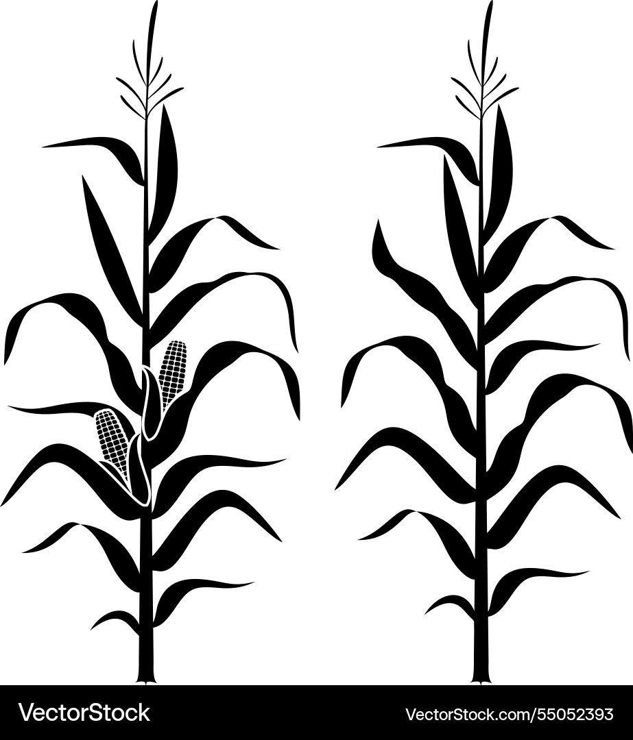 Corn Royalty Free Vector Image - VectorStock