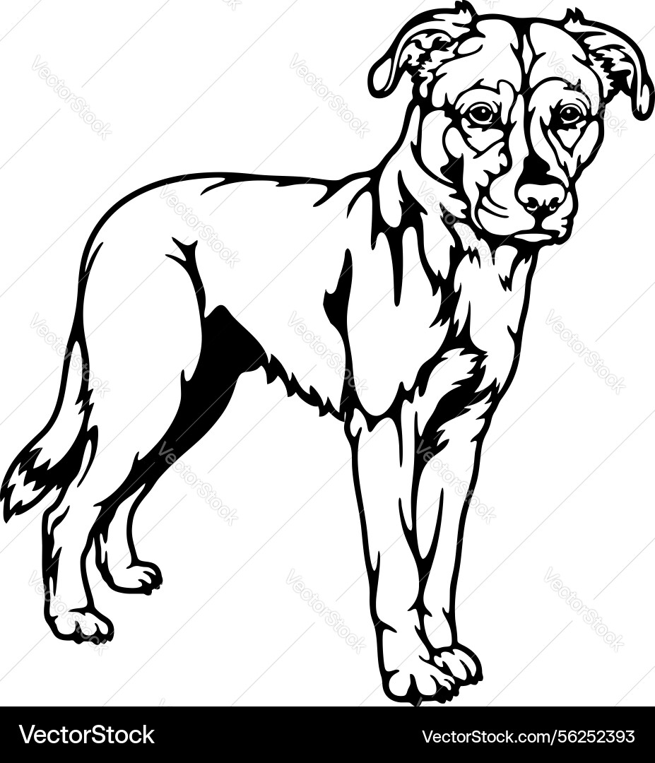 Labrador mix dog breed - pet cut file Royalty Free Vector