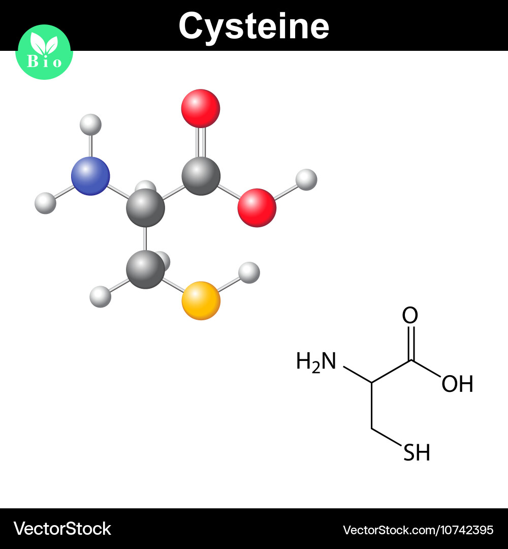 Cysteine proteinogenic amino acid Royalty Free Vector Image