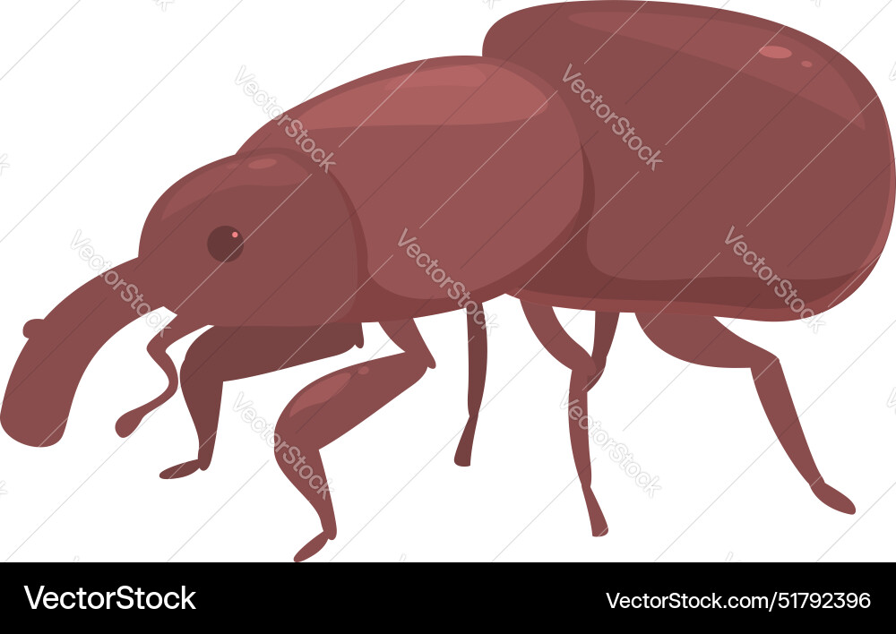 Red weevil walking and showing head thorax Vector Image