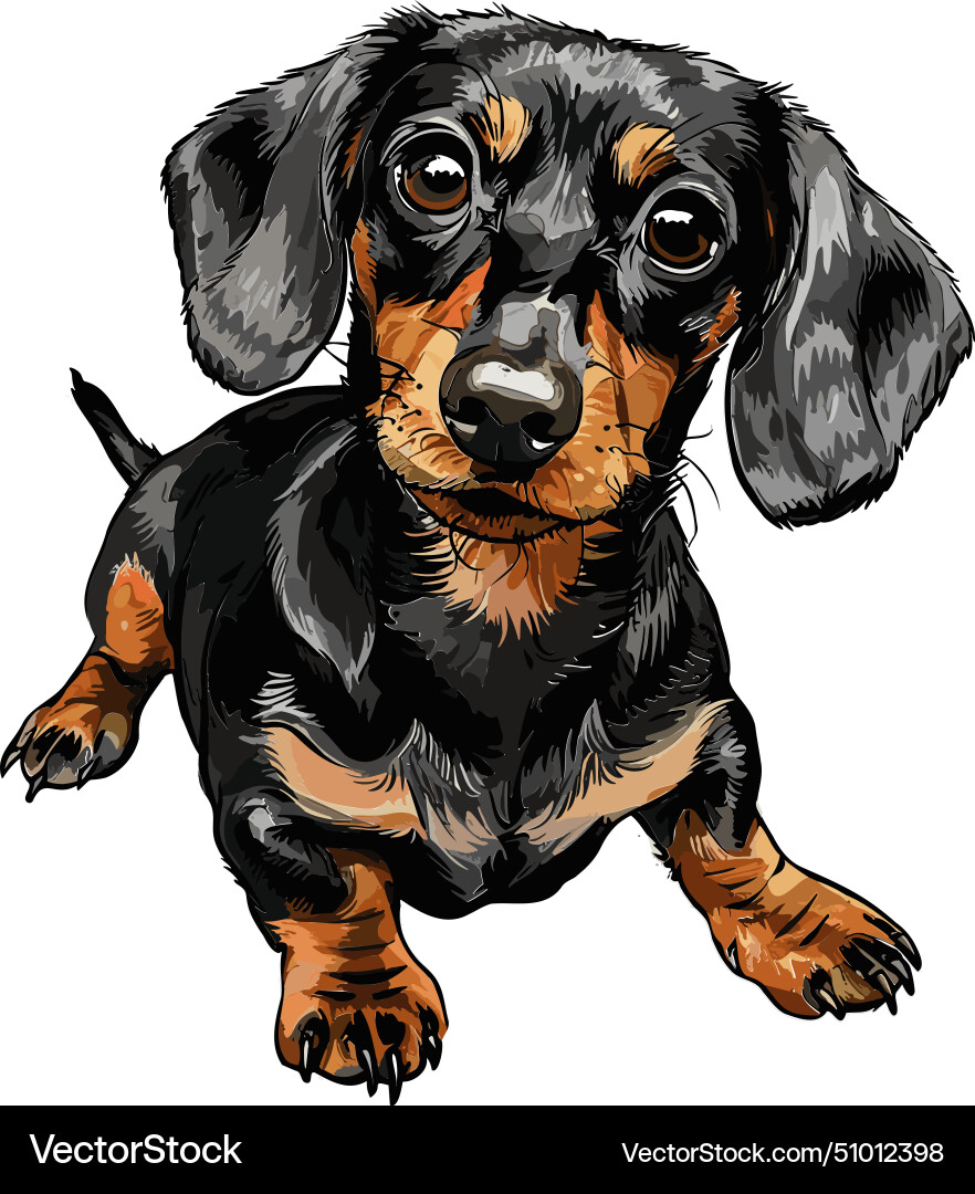 Dachshund dog adorable art Royalty Free Vector Image