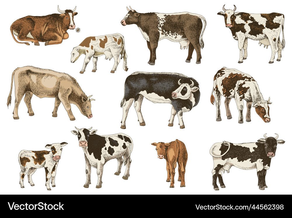 Different cows colors set isolated Royalty Free Vector Image