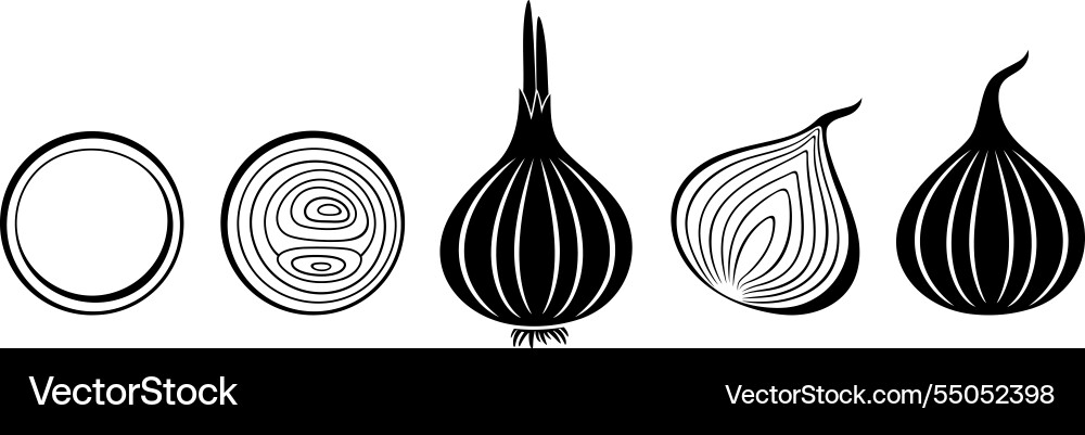 Onion Royalty Free Vector Image - VectorStock