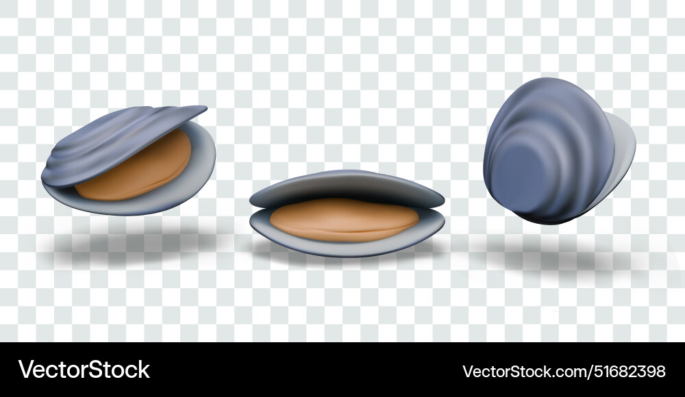 Realistic mussel in different positions ocean Vector Image