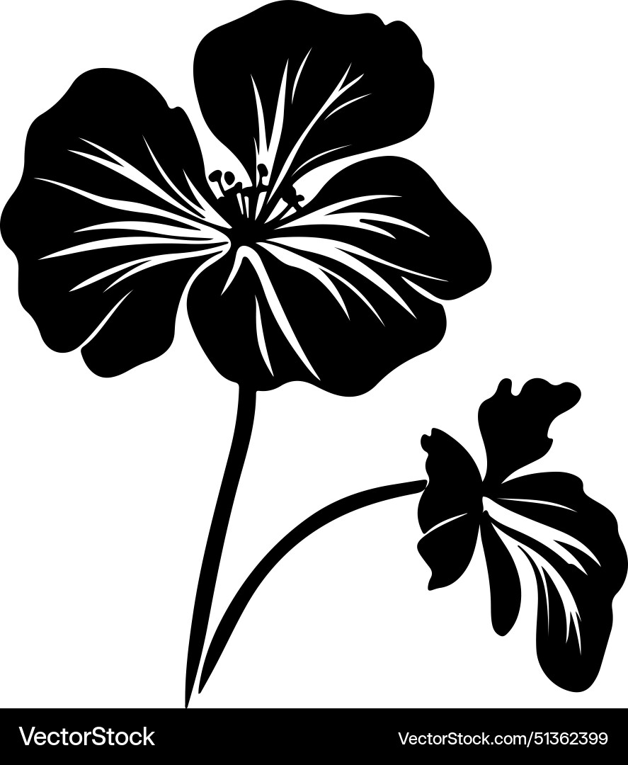 Geranium flower silhouette white background Vector Image