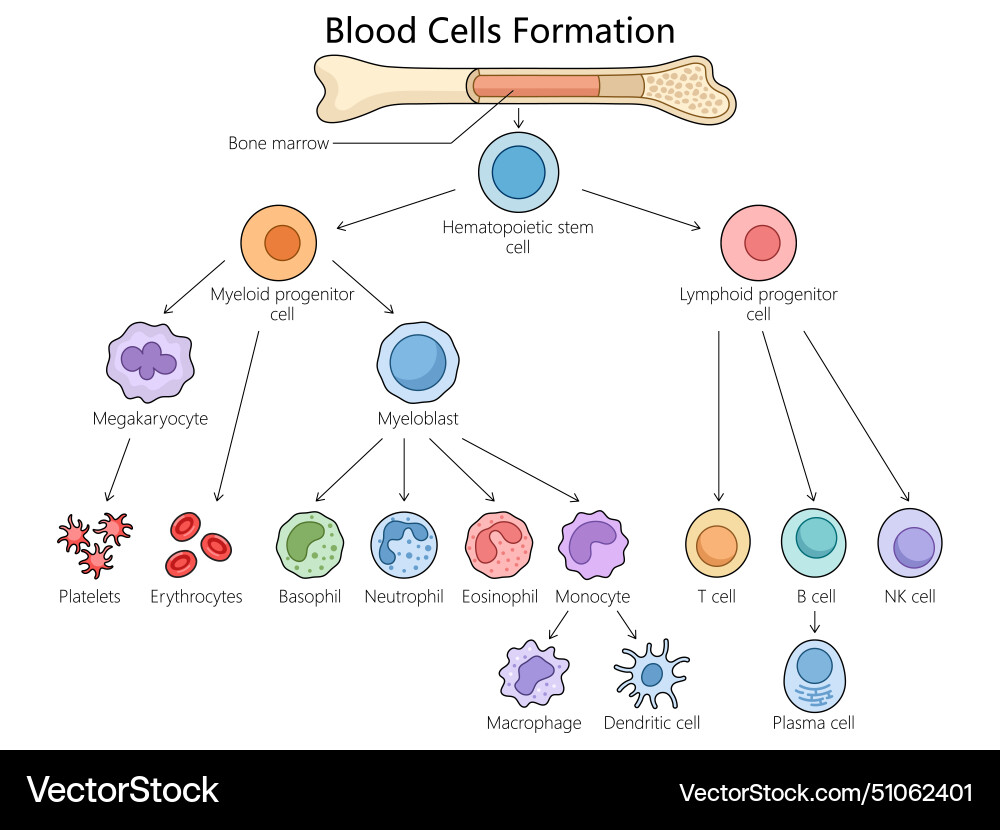Cell Lineage Bone Diagram