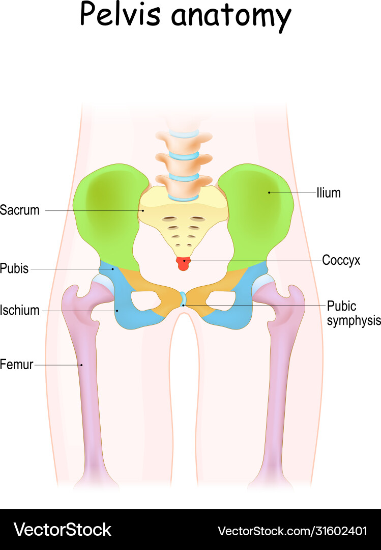 Pelvis Structure And Function With Pictures