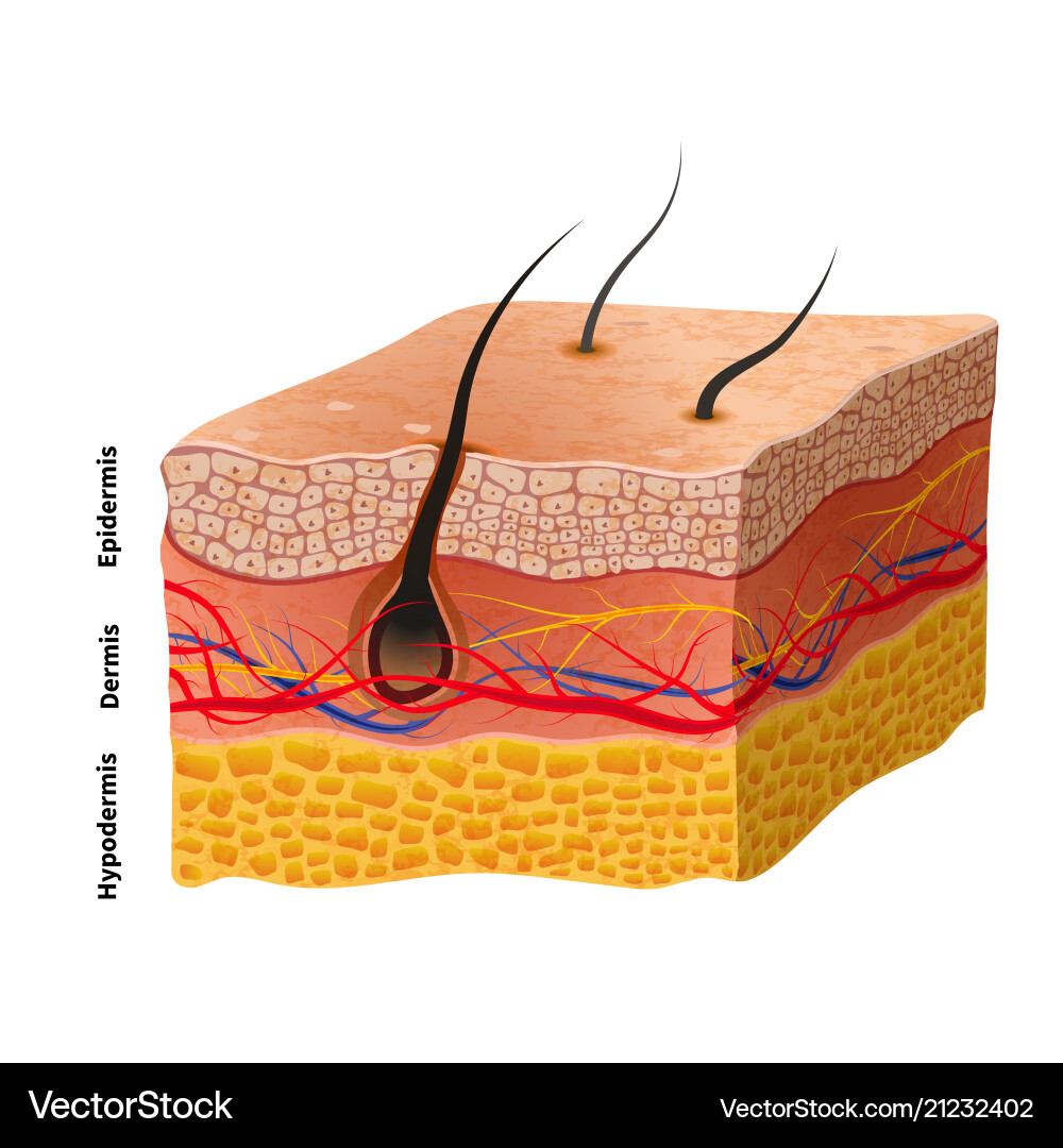 Detailed human skin structure medical Royalty Free Vector