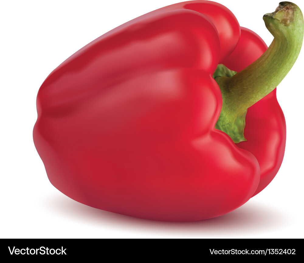 Paprika isolated Royalty Free Vector Image - VectorStock