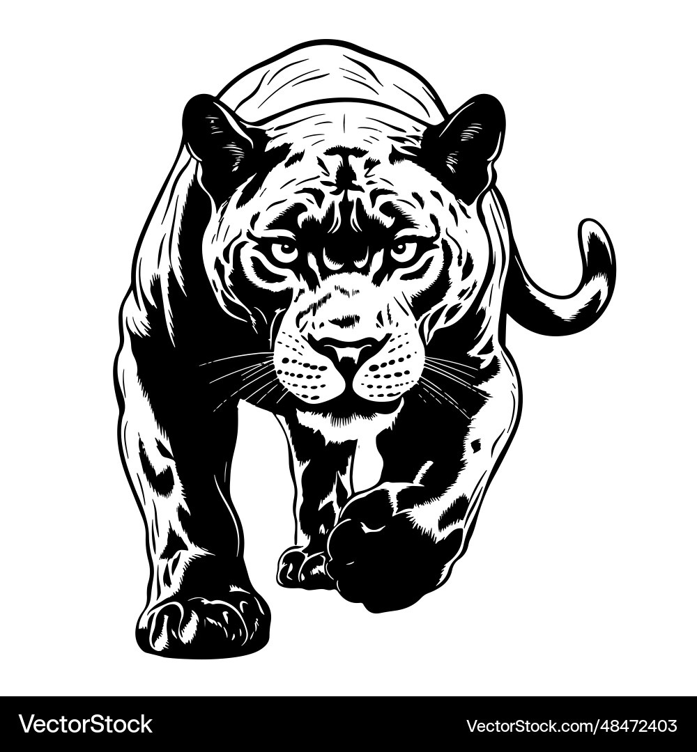 Black Panther Attack Sketch Royalty Free Vector Image