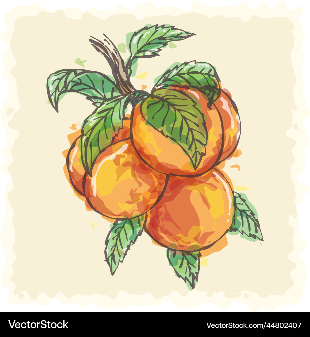 Watercolor peach branch Royalty Free Vector Image