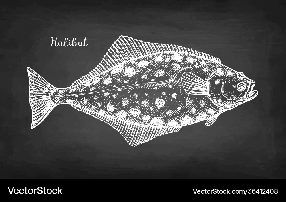 Chalk sketch halibut Royalty Free Vector Image
