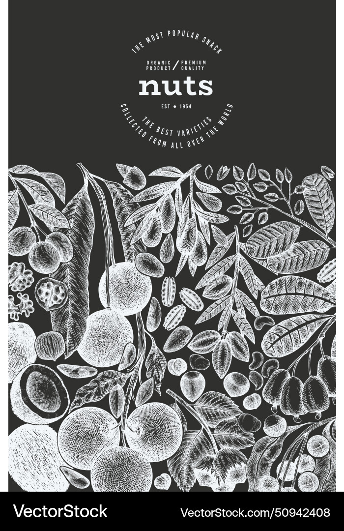 Hand drawn nuts branch and kernels template Vector Image