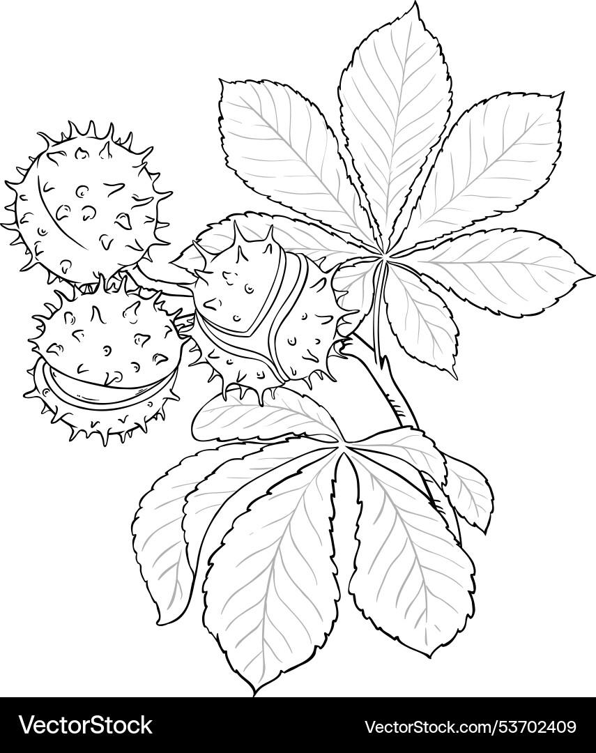 Chestnut branch with nuts outline Royalty Free Vector Image
