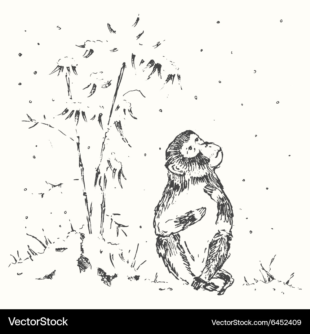 Chinese monkey snow new year drawn sketch Vector Image