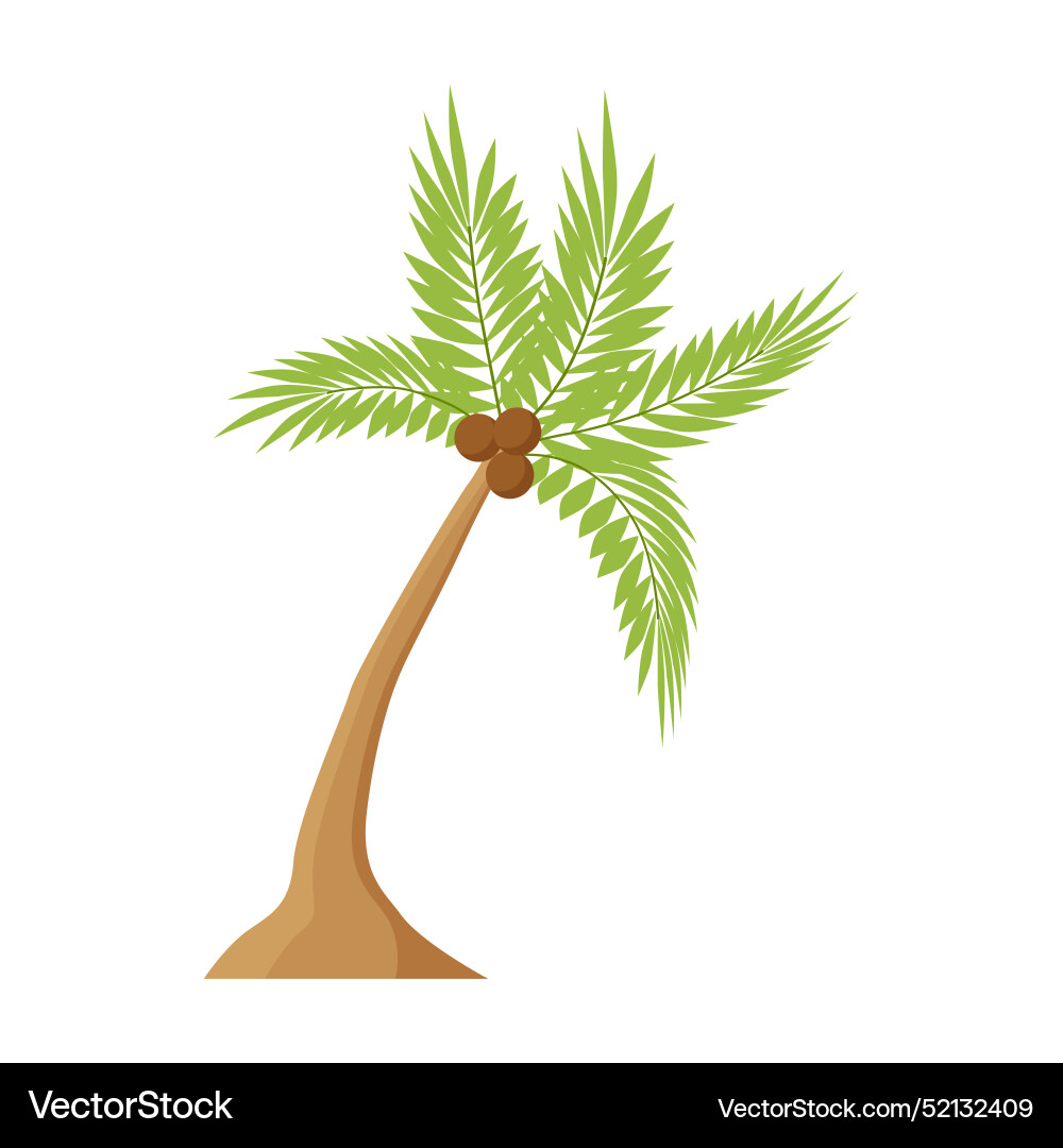 Coconut palm tree with bundle of ripe coco fruits Vector Image